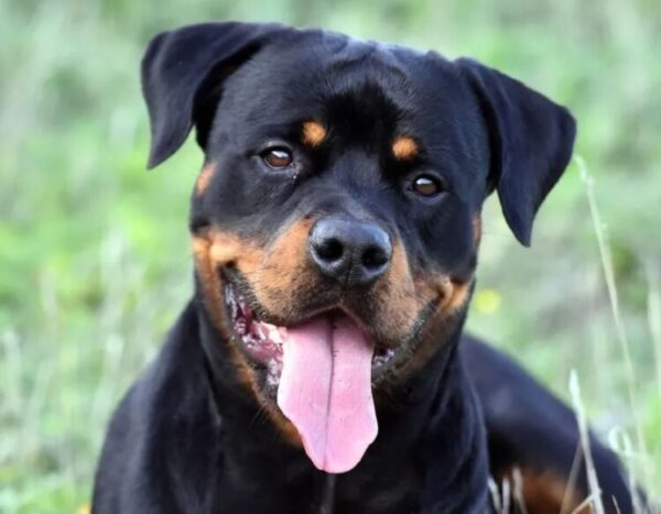 Cachorro Rottweiler: Informações sobre a Raça - Cuidador de cachorro