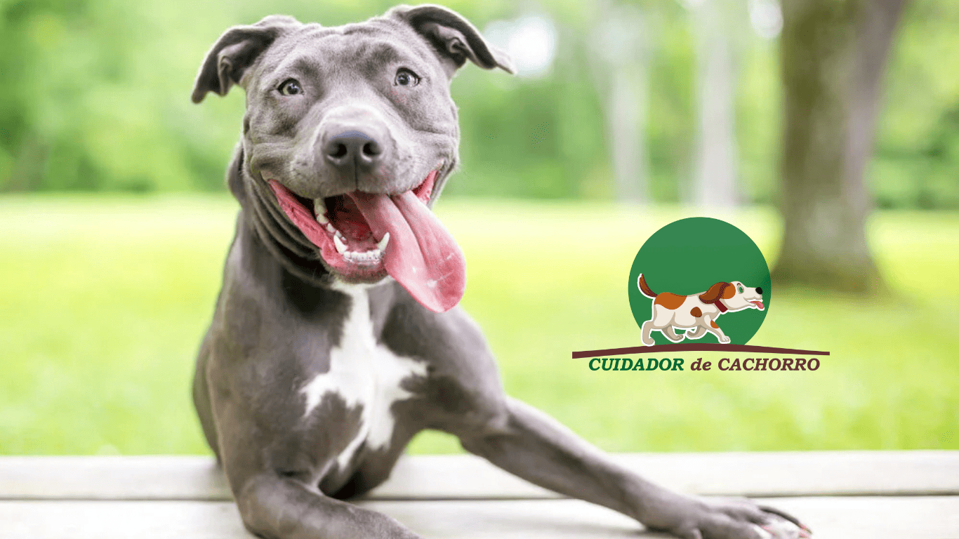 Cachorro com a Língua de Fora: Por que Fazem Isso? - Cuidador de ...